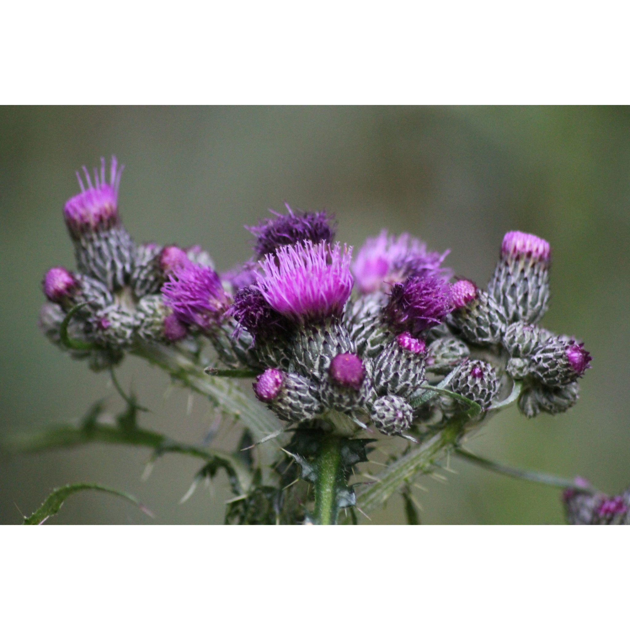 Milk Thistle Sticks